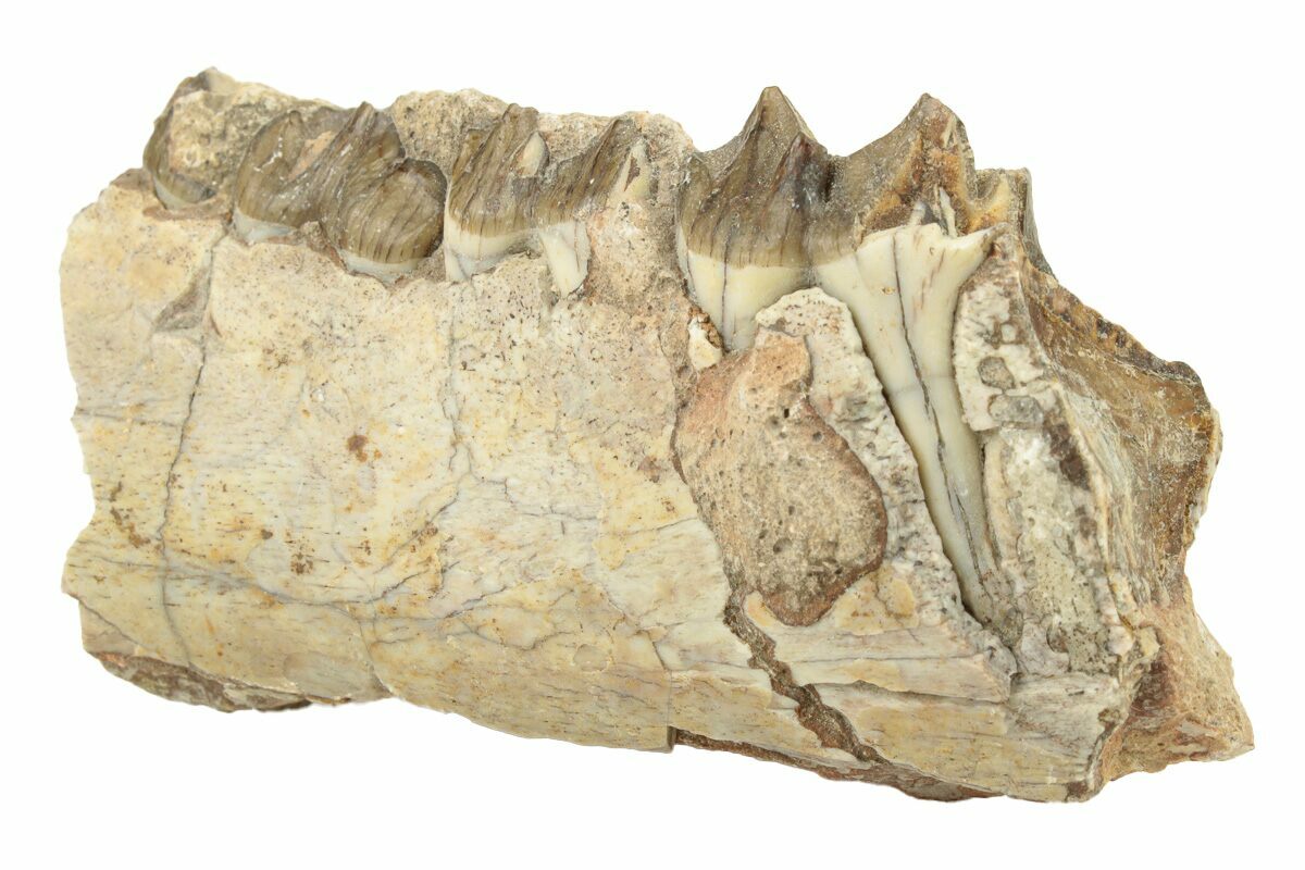 2.55" Oreodont (Merycoidodon) Jaw Section - South Dakota (#260058) For ...