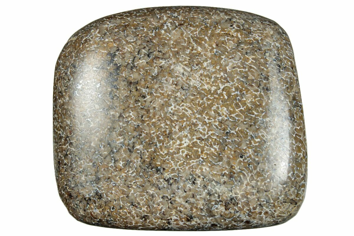 1.75" Polished Dinosaur Bone (Gembone) - Morocco (#260641) For Sale ...