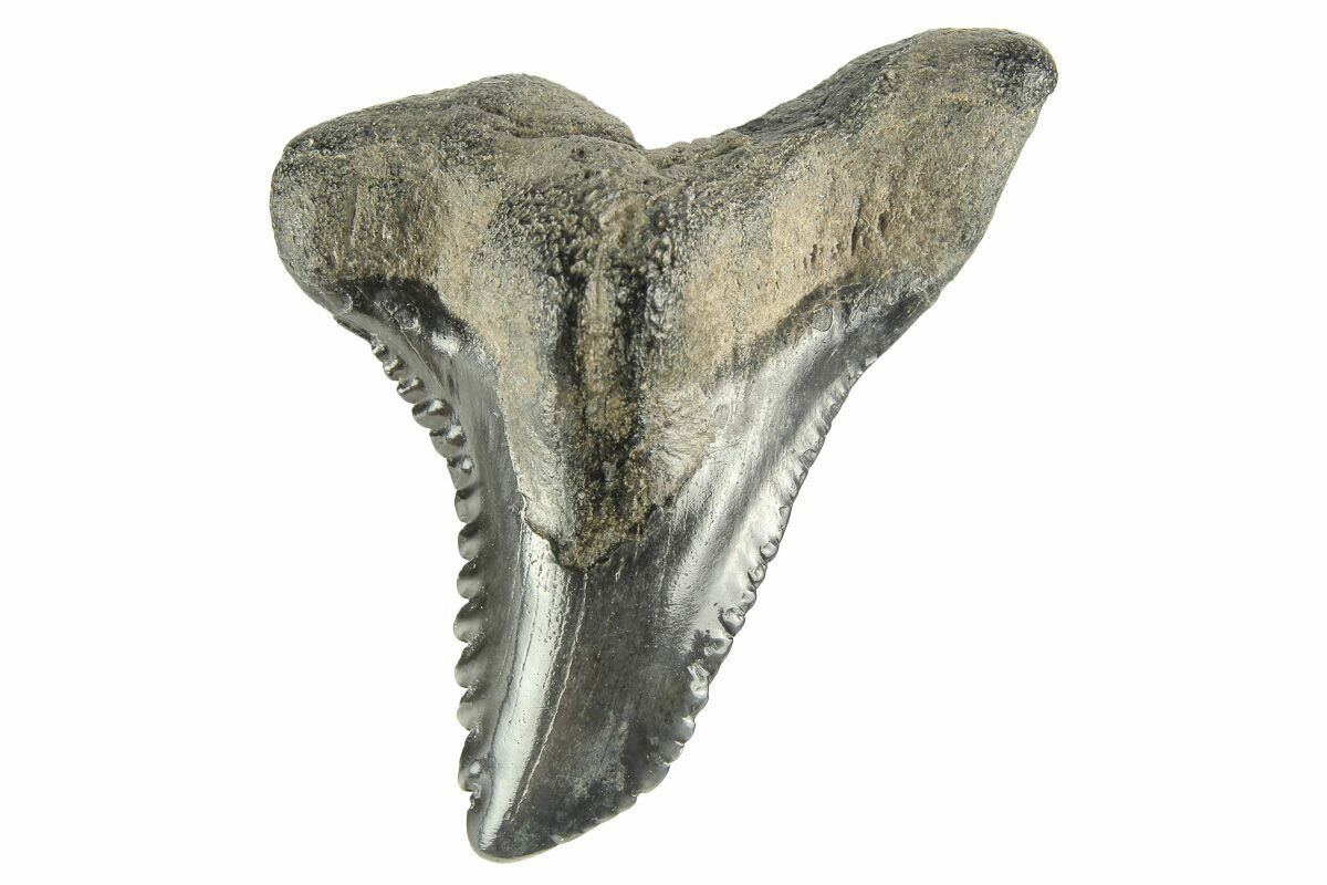 1.20" Snaggletooth Shark (Hemipristis) Tooth - South Carolina (#261282 ...