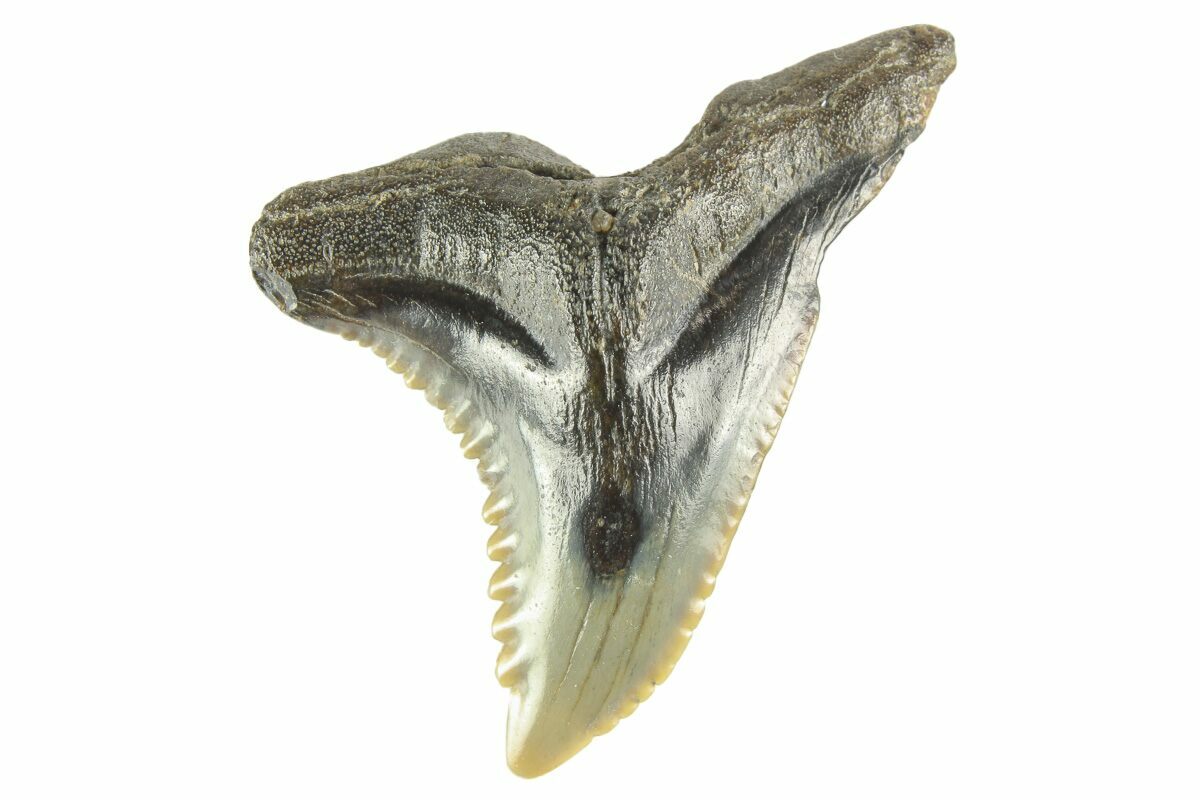 1.20" Snaggletooth Shark (Hemipristis) Tooth - South Carolina (#261285 ...