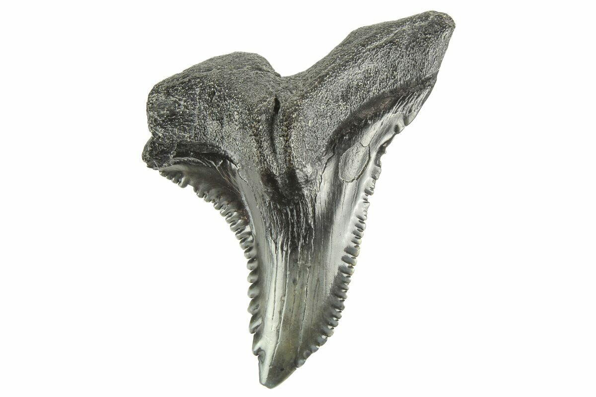 1.61" Snaggletooth Shark (Hemipristis) Tooth - South Carolina (#261291 ...