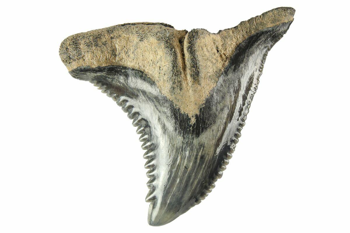 1.33" Snaggletooth Shark (Hemipristis) Tooth - South Carolina (#261295 ...