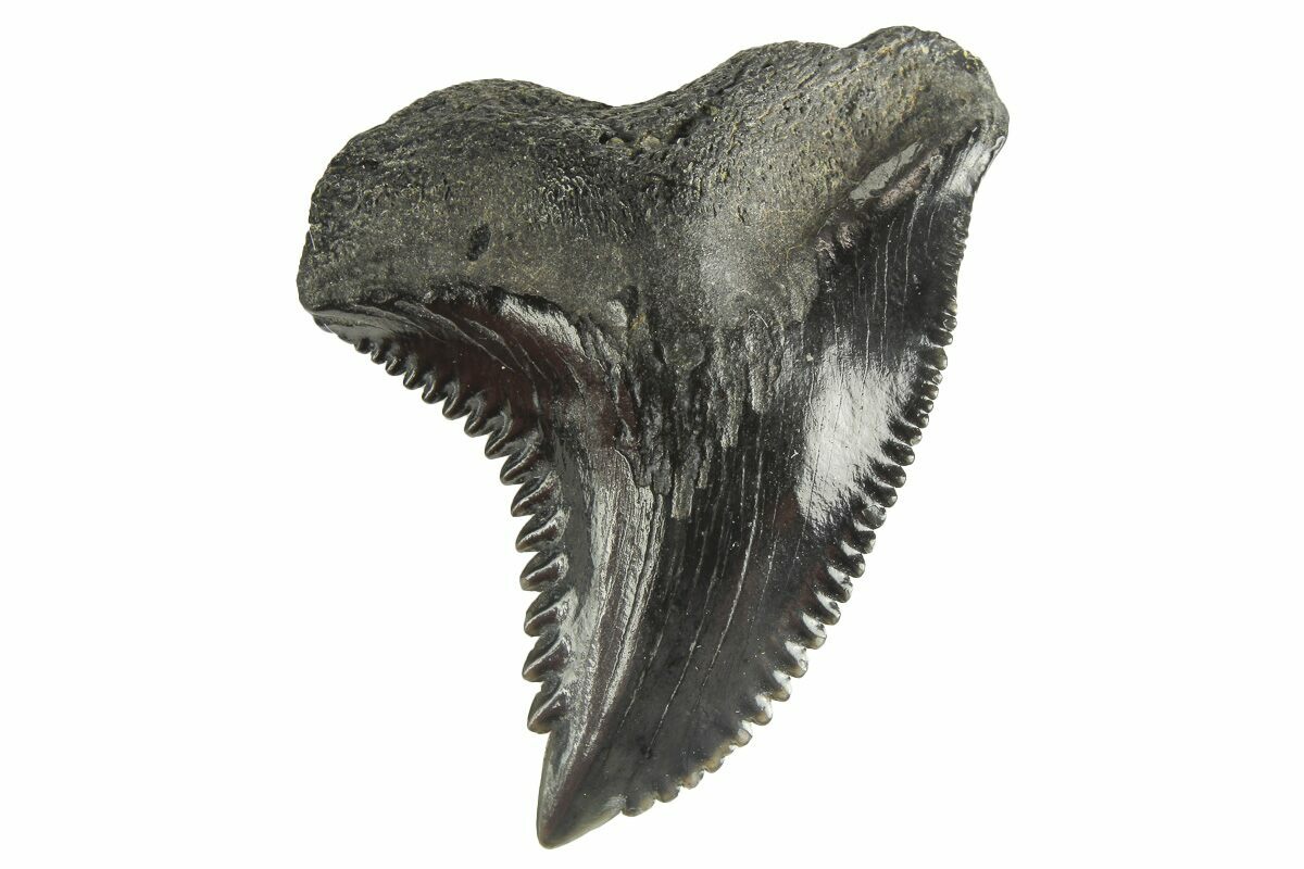 1.31" Snaggletooth Shark (Hemipristis) Tooth - South Carolina (#261297 ...