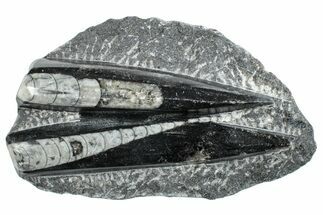 Polished Orthoceras (Cephalopod) Fossil (#3393) For Sale - FossilEra.com
