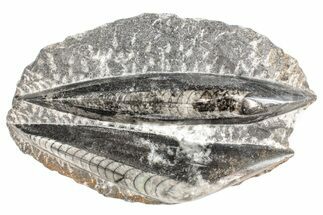 Polished Orthoceras (Cephalopod) Fossil (#3393) For Sale - FossilEra.com
