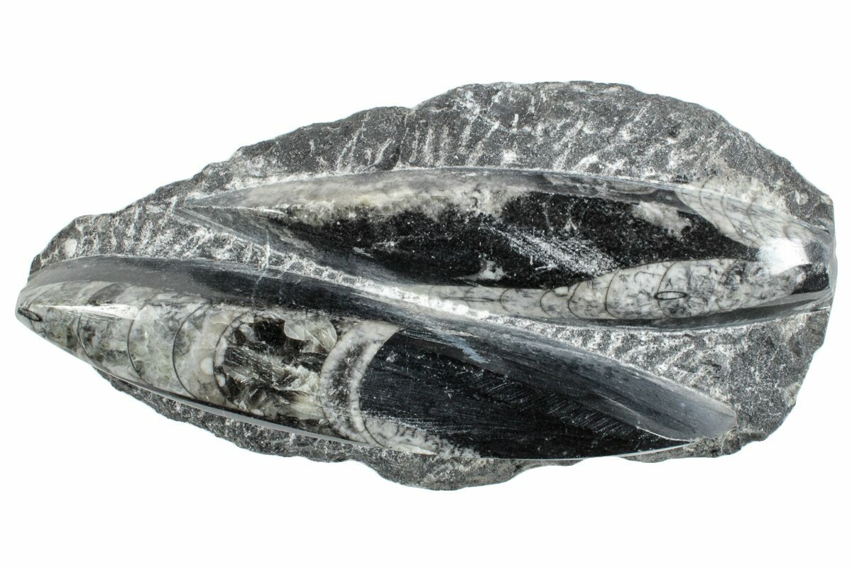 5.65" Polished Fossil Orthoceras Plate - Morocco (#261318) For Sale - FossilEra.com