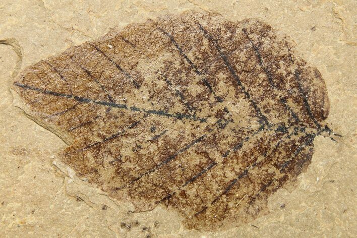 .8" Plant Leaf Fossil Pos/Neg - McAbee, BC (#262226) For Sale ...