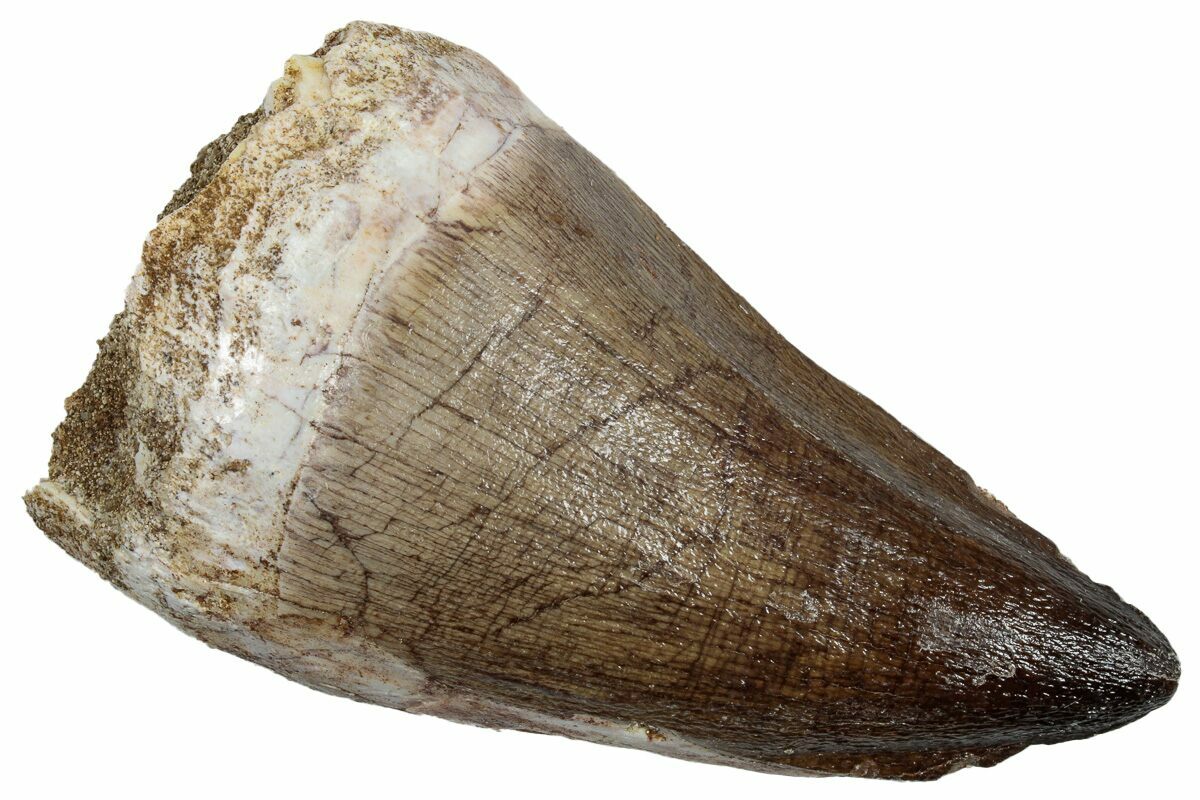 2.44" Huge, Fossil Mosasaur (Prognathodon) Tooth - Morocco (#261853 ...