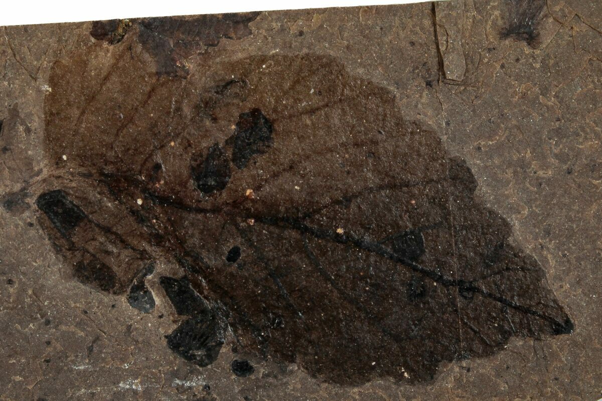2" Fossil Plant (Fagus) Leaf - McAbee, BC (#262243) For Sale ...