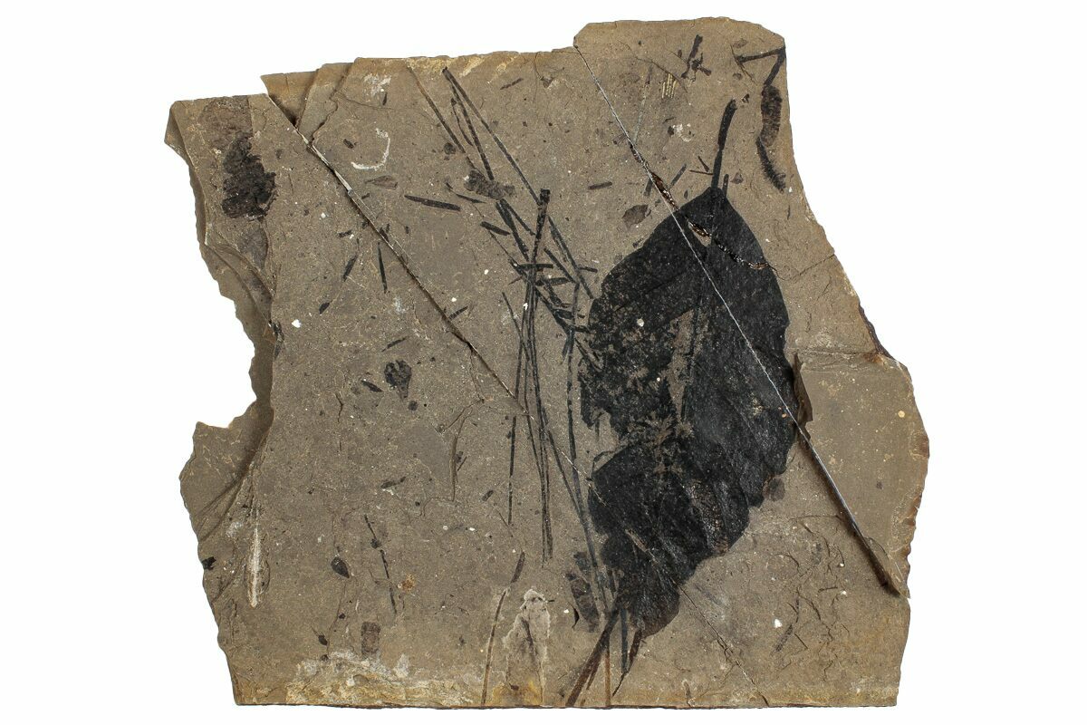 5.9" Leaf Fossil Plate - McAbee, BC (#262246) For Sale - FossilEra.com