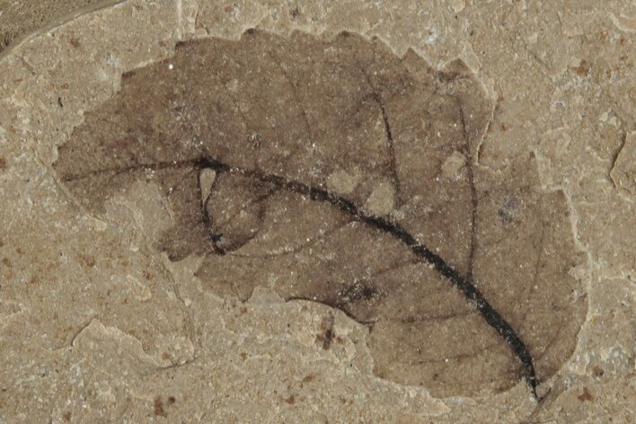 .85" Fossil Plant (Fagus) Leaf - McAbee, BC (#262252) For Sale ...