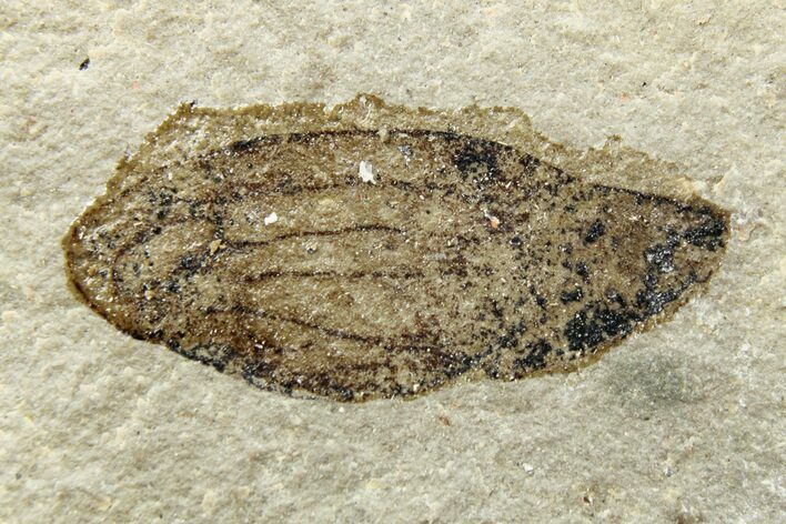 .4" Eocene Fossil Seed - Green River Formation, Utah (#262403) For Sale ...