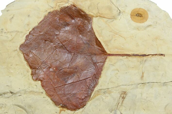 4.35" Fossil Leaf (Zizyphoides) - Montana (#262393) For Sale ...