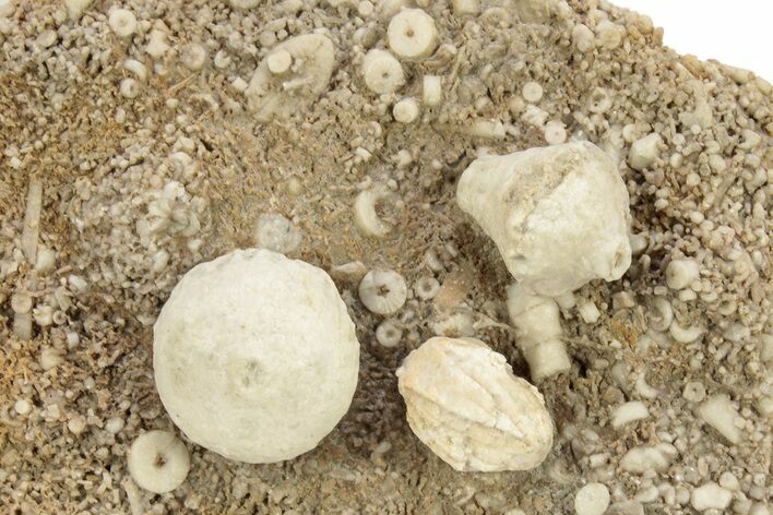 3.1" Mississippian Fossil Crinoid & Blastoid Plate - Iowa (#262446) For ...