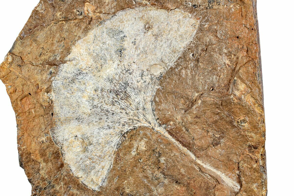 4.0" Fossil Ginkgo Leaf From North Dakota - Paleocene (#262457) For ...