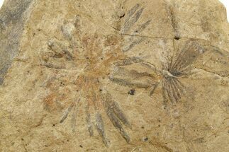 Nice Annularia - Mazon Creek Plant Fossil (#2872) For Sale - FossilEra.com