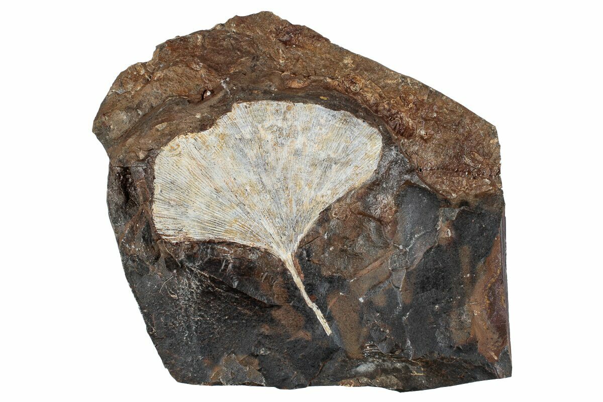 3" Fossil Ginkgo Leaf From North Dakota - Paleocene (#262630) For Sale ...