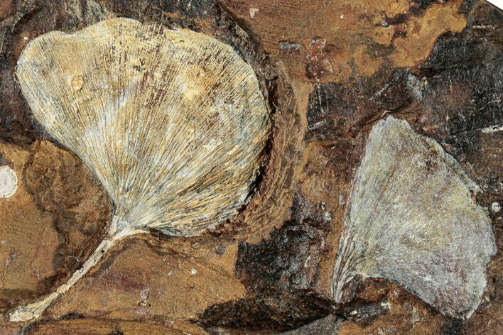 Two Fossil Ginkgo Leaves From North Dakota - Paleocene (#262654) For ...