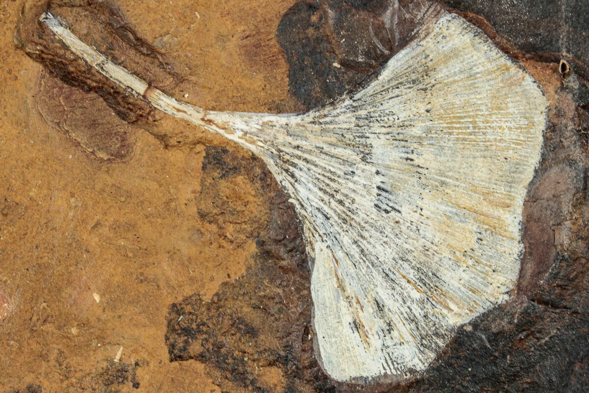2.9" Fossil Ginkgo Leaf From North Dakota - Paleocene (#262673) For ...