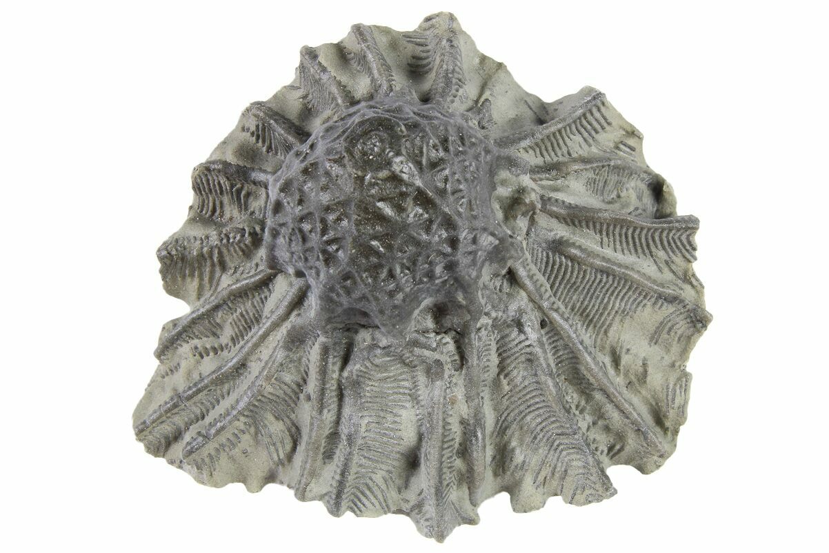 1.4" Fossil Crinoid (Pycnocrinus) - Indiana (#262512) For Sale ...