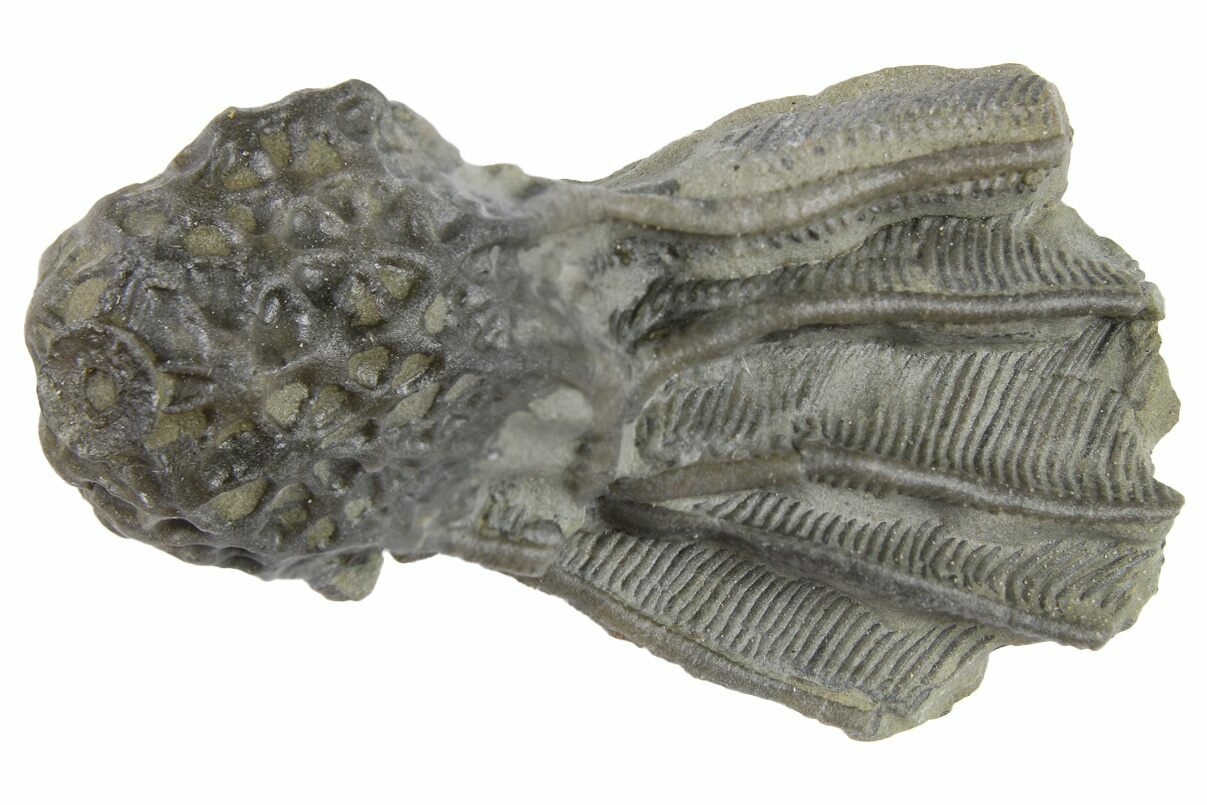 1.2" Fossil Crinoid (Pycnocrinus) - Indiana (#262516) For Sale ...