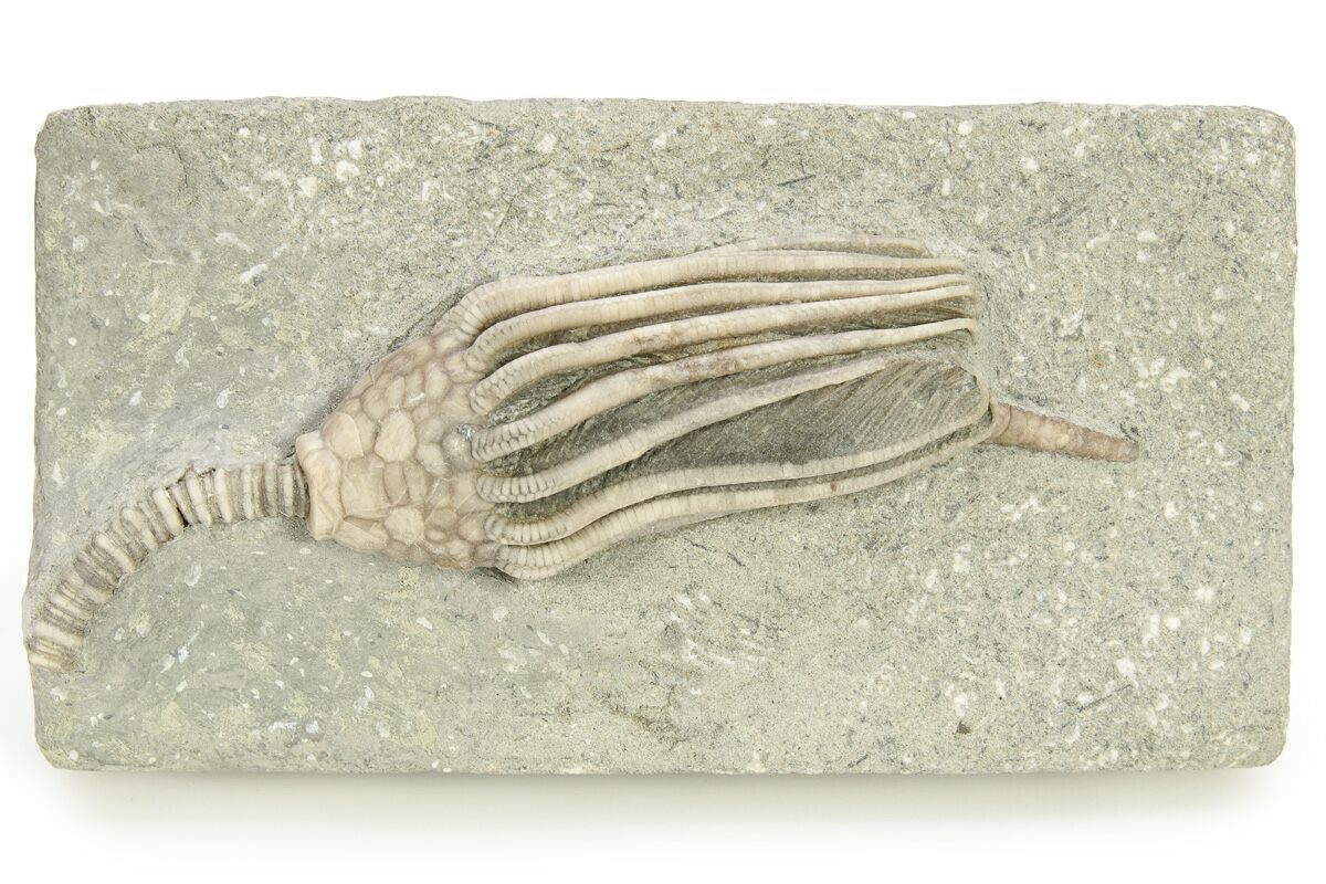 2.5" Fossil Crinoid (Macrocrinus) - Crawfordsville, Indiana (#263085 ...