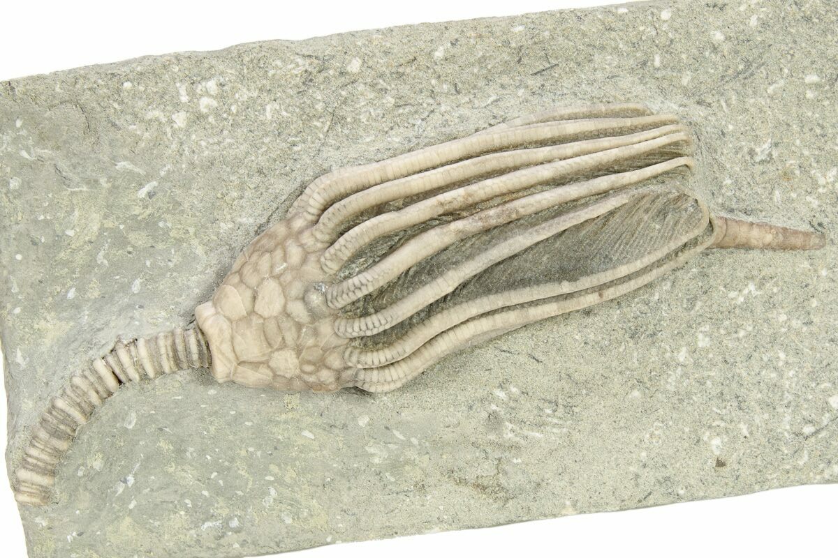 2.5" Fossil Crinoid (Macrocrinus) - Crawfordsville, Indiana (#263085 ...