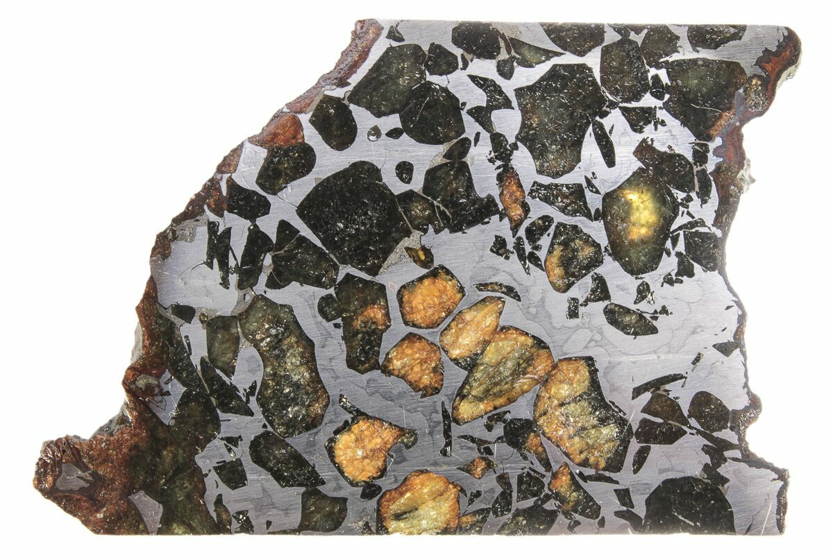 2.4" Seymchan Pallasite Meteorite Slice (24.3 g) - Russia (#263201) For ...