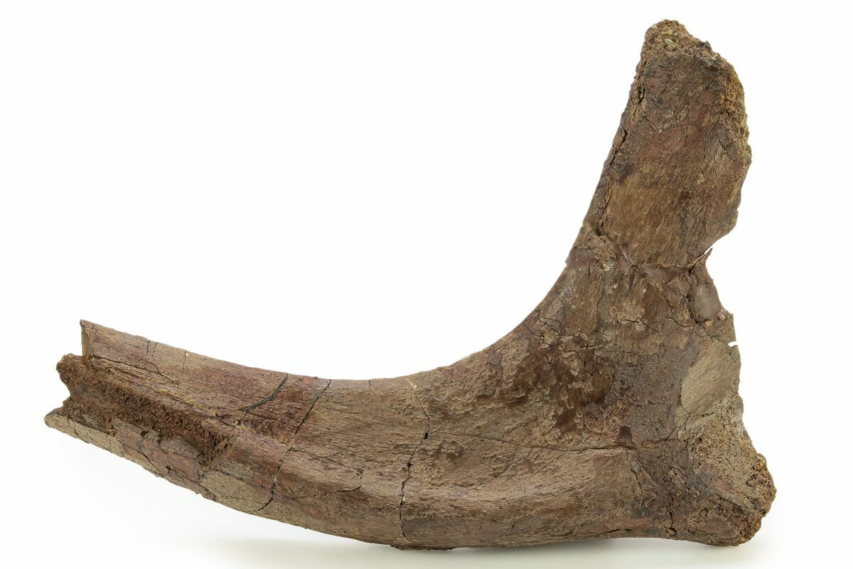 11.4" Hadrosaur (Edmontosaurus) Rib Bone - Wyoming (#263704) For Sale ...