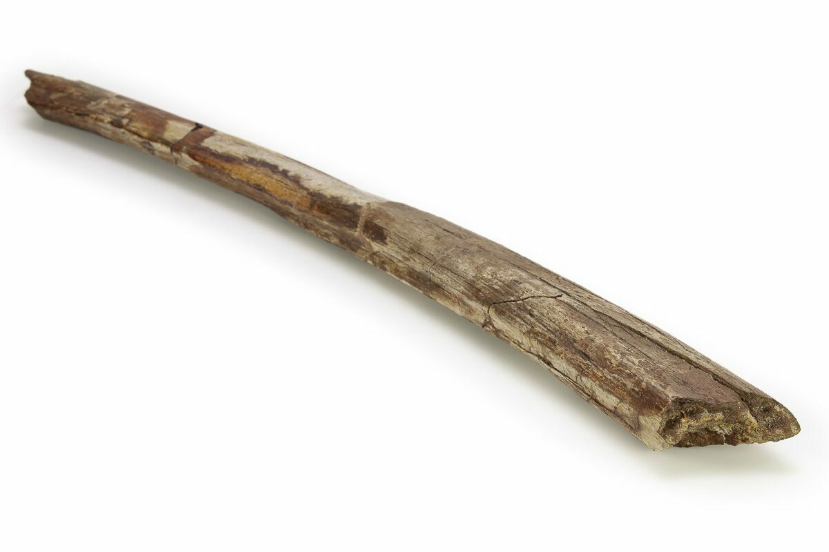 18.2" Hadrosaur (Edmontosaurus) Rib Bone - Wyoming (#263715) For Sale ...