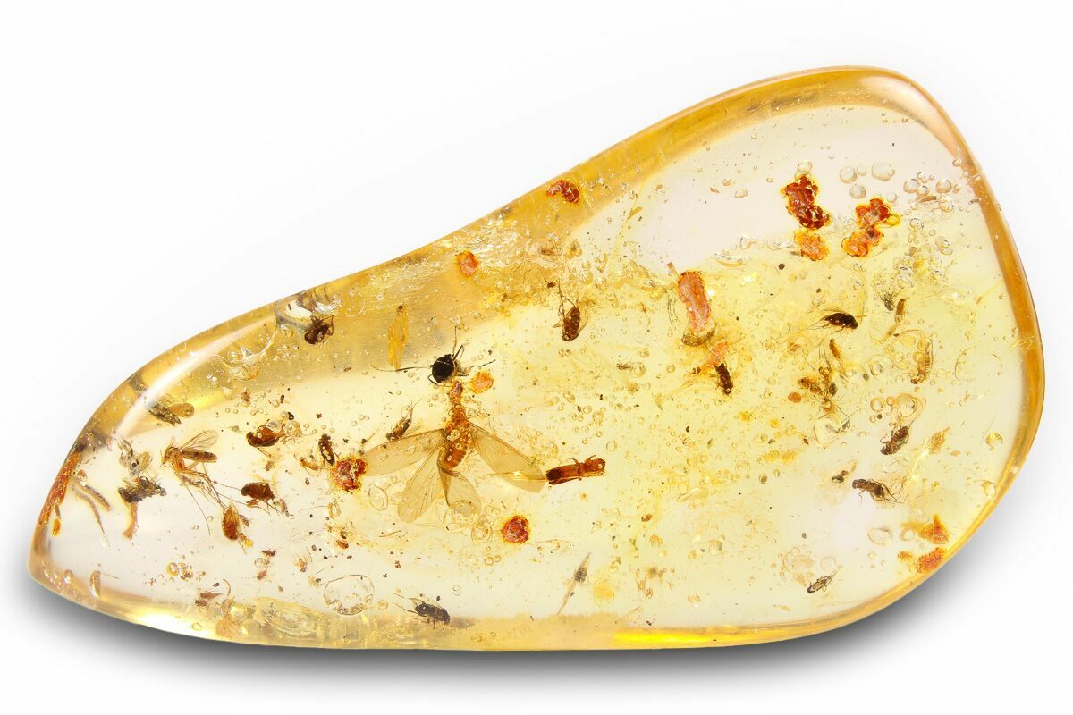 2.7" Polished Colombian Copal (14 g) - Contains Insects! (#263895) For ...