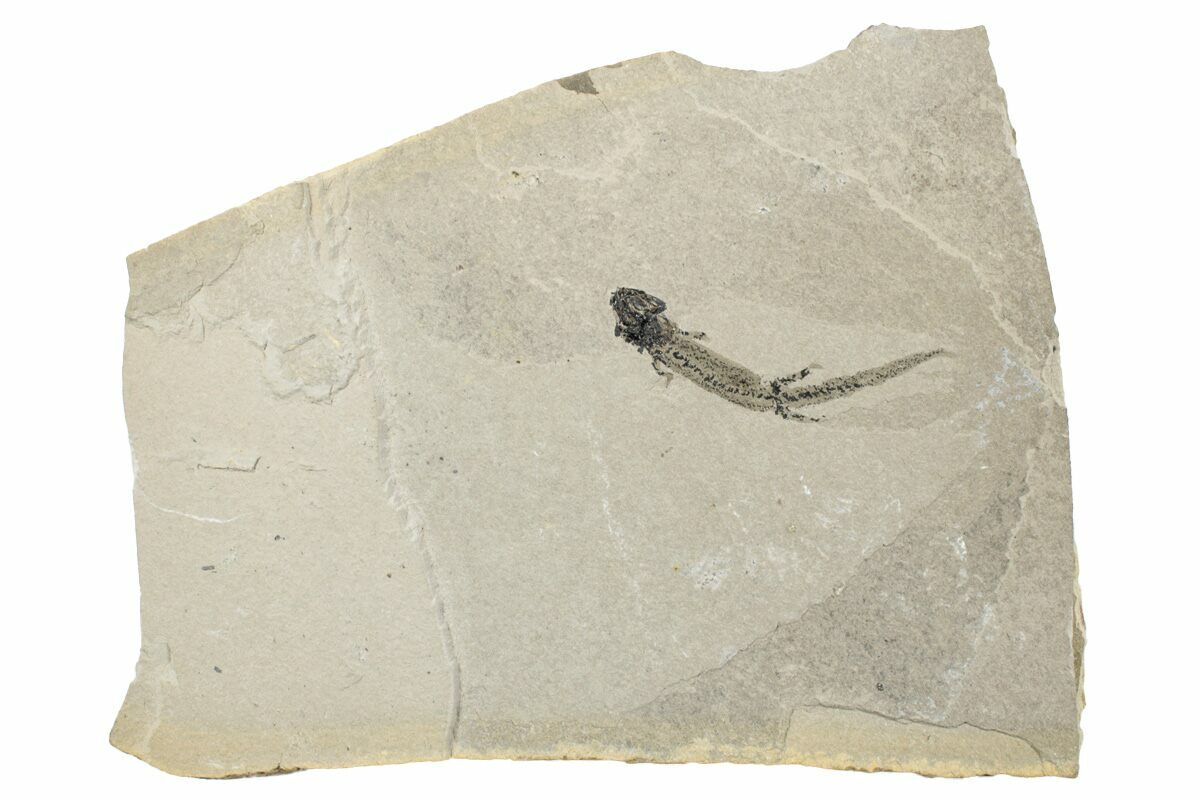 1.8" Permian Amphibian (Sclerocephalus) Fossil - Germany (#264220) For ...