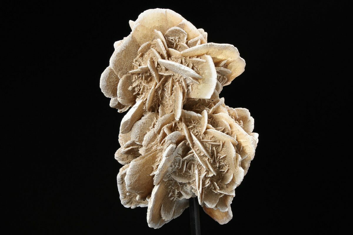 5.8" Selenite Desert Rose on Stand - Chihuahua, Mexico (#264520) For ...
