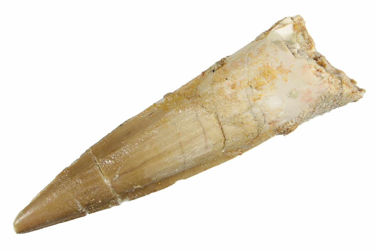 2.17" Real Fossil Spinosaurus Tooth - Gorgeous Enamel (#264818) For ...