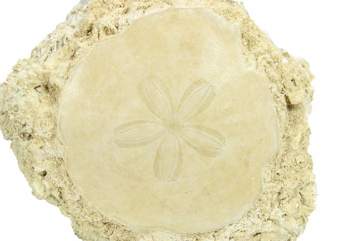 2.7" Fossil Sand Dollar (Scutella) - France (#264731) For Sale ...