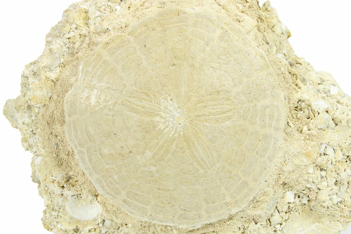 2.7" Fossil Sand Dollar (Scutella) - France (#264731) For Sale ...