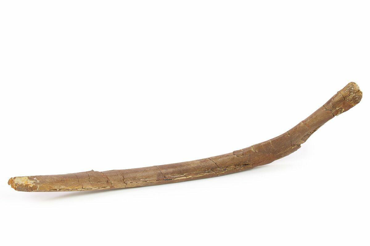 15.5" Hadrosaur (Edmontosaurus) Rib Bone - Wyoming (#264951) For Sale ...