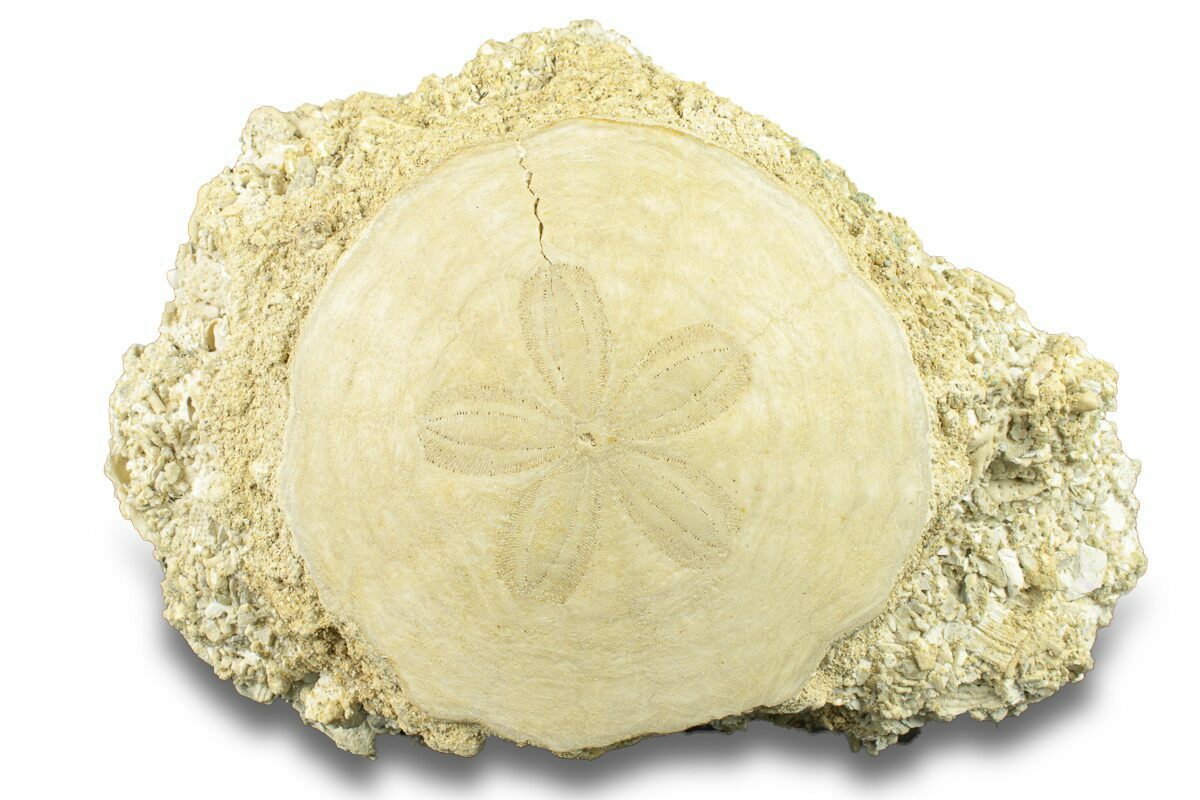 2.5" Fossil Sand Dollar (Scutella) - France (#264728) For Sale ...