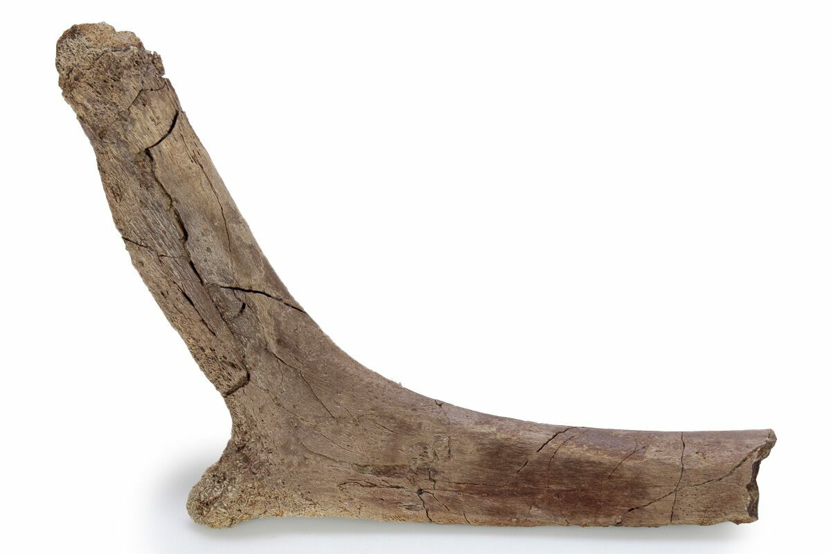 7" Hadrosaur (Edmontosaurus) Rib Bone - Wyoming (#264969) For Sale ...