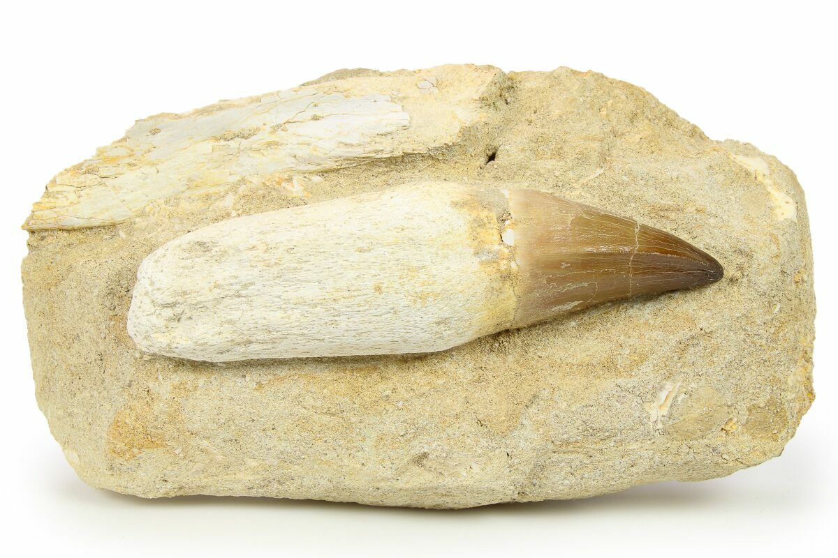 4.72" Rooted Mosasaur (Prognathodon) Tooth In Rock - Morocco (#264631 ...