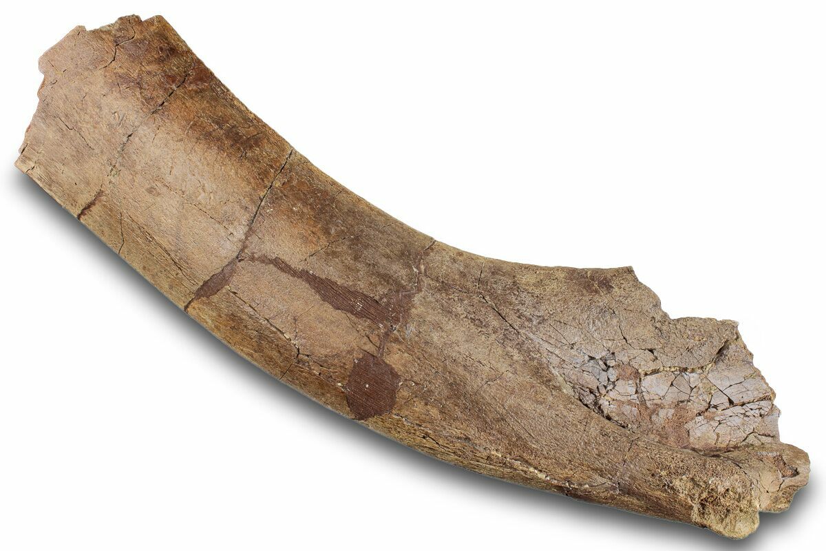 17" Fossil Hadrosaur (Edmontosaurus) Partial Scapula - Wyoming (#265579 ...