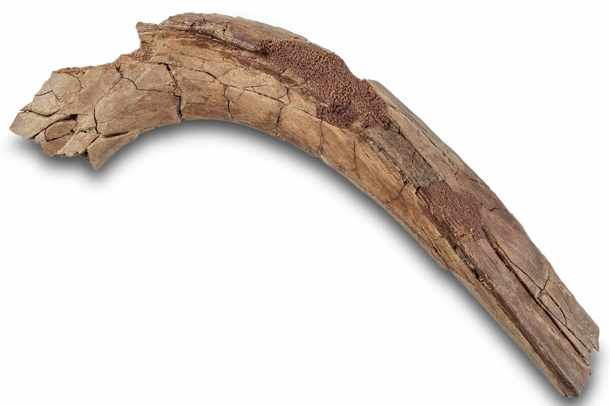 7.6" Hadrosaur (Edmontosaurus) Rib Bone - Wyoming (#265608) For Sale ...