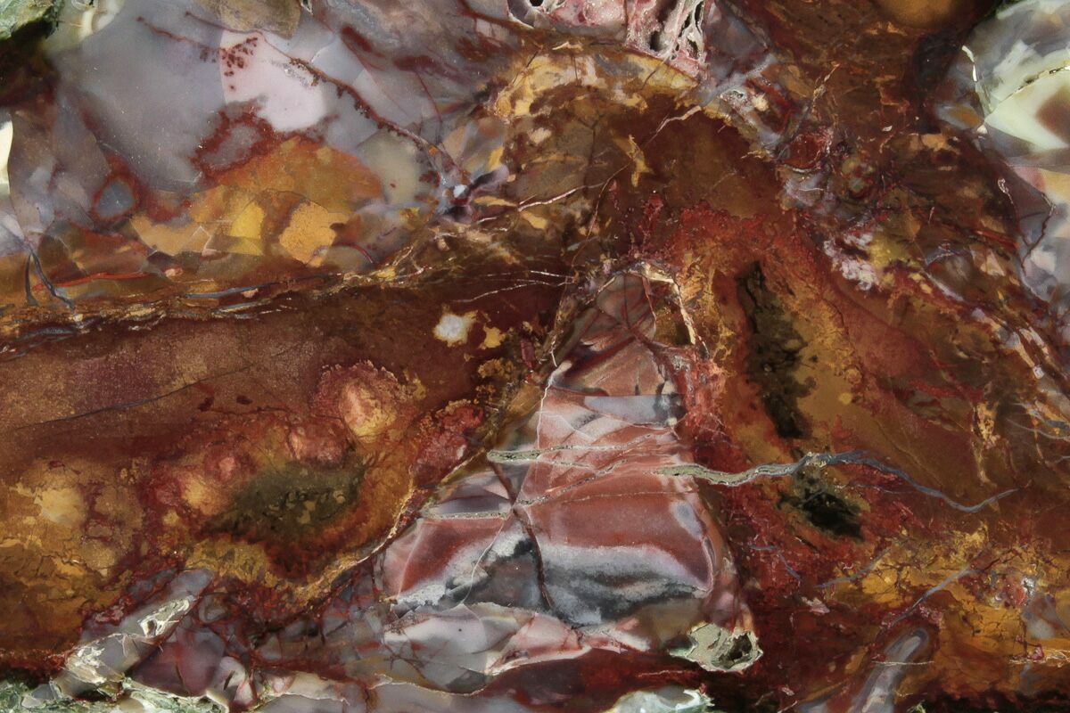 8.1" Colorful, Polished Purple Cow Jasper Slab - McDermitt, Oregon ...