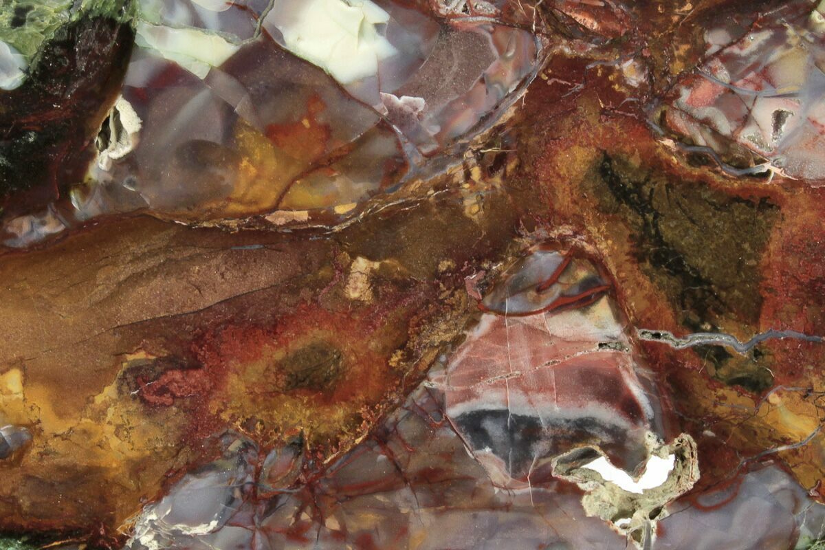 7.4" Colorful, Polished Purple Cow Jasper Slab - McDermitt, Oregon ...