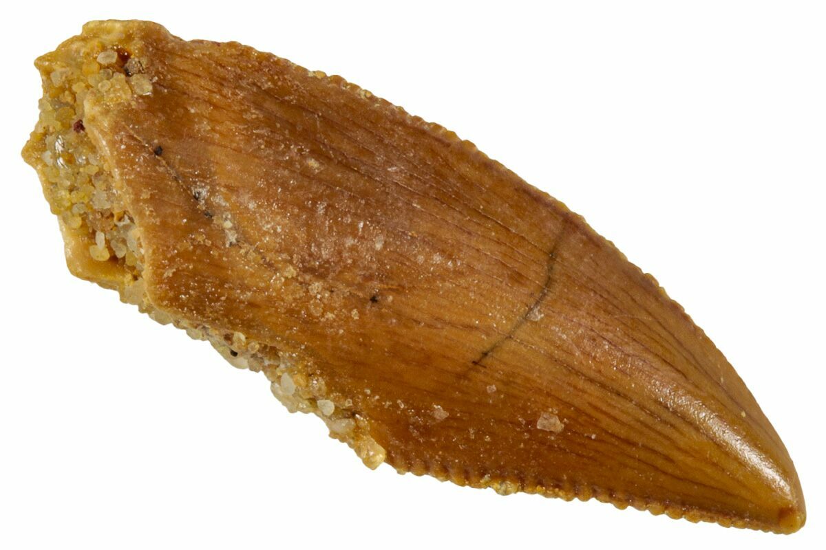 Serrated, .62" Raptor Tooth - Real Dinosaur Tooth (#265581) For Sale ...