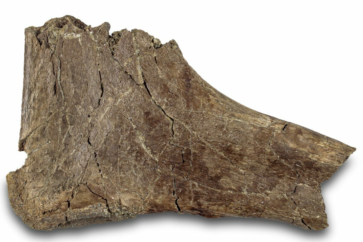 4.6" Hadrosaur (Edmontosaurus) Rib Bone - Wyoming (#265706) For Sale ...