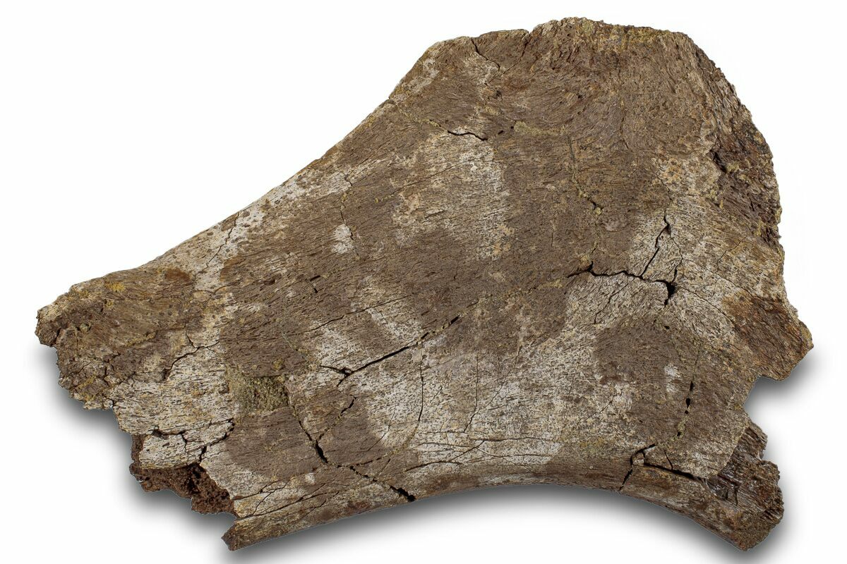 5.3" Hadrosaur (Edmontosaurus) Rib Bone - Wyoming (#265707) For Sale ...
