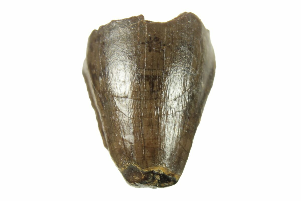 .18" Cretaceous Dinosaur (Thescelosaurus) Tooth - Wyoming (#265804) For ...