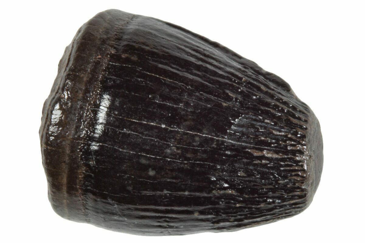 .40" Cretaceous Fossil Alligatoroid (Brachychampsa) Tooth - Wyoming ...