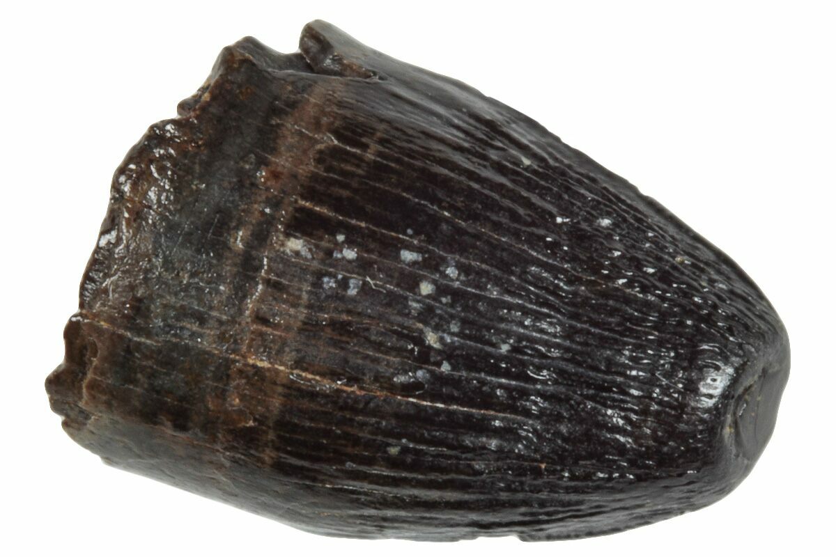 .49" Cretaceous Fossil Alligatoroid (Brachychampsa) Tooth - Wyoming ...